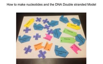 Part 2 How To Make Your Nucleotides/ DNA Strands | Educreations
