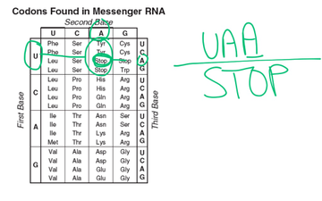 Codon Chart Tutorial 2 | Educreations