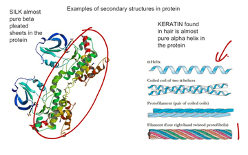 Secondary Protein Structure Examples | Educreations
