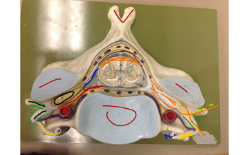 Spinal Cord Model | Educreations
