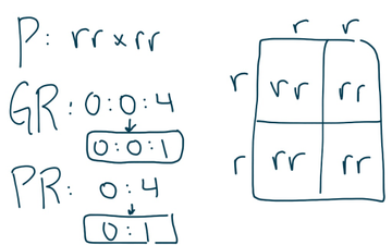 Complete Dominance - Mendelian Genetics | Educreations