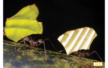 Tropical Rainforest Habitat Lesson 6A | Educreations