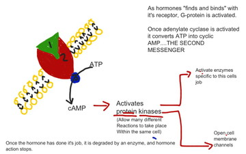 Second Messenger System | Educreations