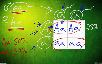 Intro To Punnett Squares | Educreations