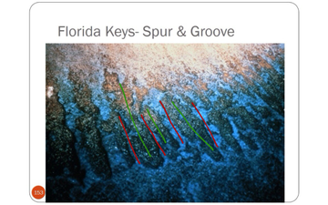 Coral Reef Video Notes | Educreations