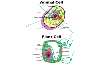 Prokaryote Eukaryote Animal Plant Cell | Educreations