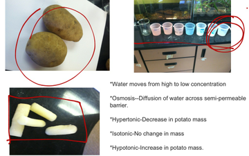 Potato Osmosis | Educreations
