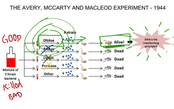 avery_experiment | Educreations