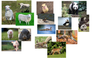 Simple Sort Of Baby Animals | Educreations