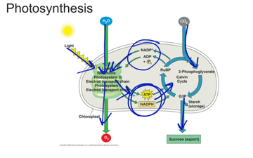 Photosynthesis Overview | Educreations