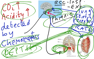 Control Of Breathing Rate During Exercise | Educreations