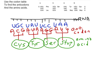 Decoding RNA | Educreations