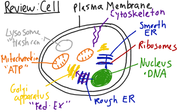 Review: Parts of the Cell | Educreations