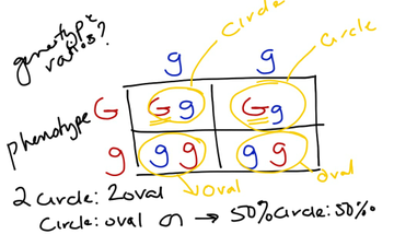 Genetics With A Smile 2, Part2 | Educreations