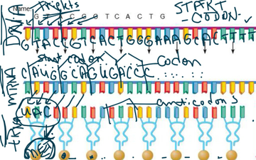 Transcription Labeling Homework | Educreations