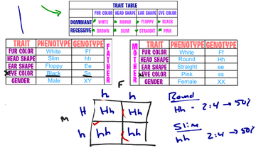 Punnett Square and Probability | Educreations