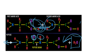 Dehydration Synthesis And Hydrolysis Mechanisms | Educreations