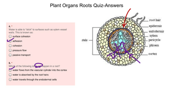 Plant Organs Root Quiz Answers | Educreations