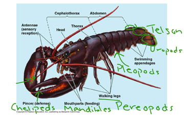Class Crustacea Video Notes | Educreations