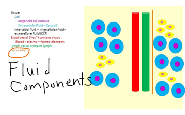 Fluid Compartments, Tissue Review, Tube Review | Educreations