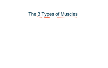 3 Types Of Muscles | Educreations