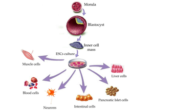 Differentiation, Cell Shape & Function | Educreations