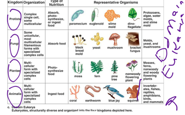 Classification Of Kingdoms-fill In Notes | Educreations