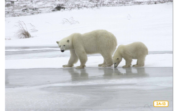 Arctic habitat lesson 2A | Educreations